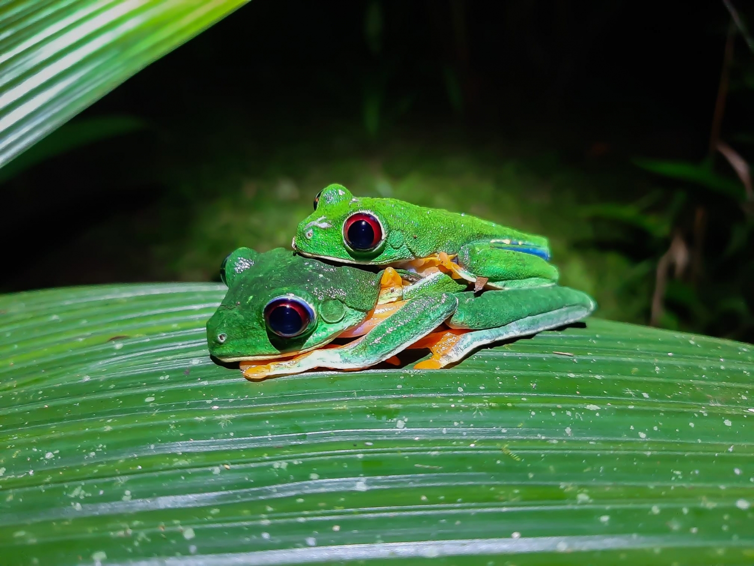 Ciclo vida ranas – Iberozoa Junior
