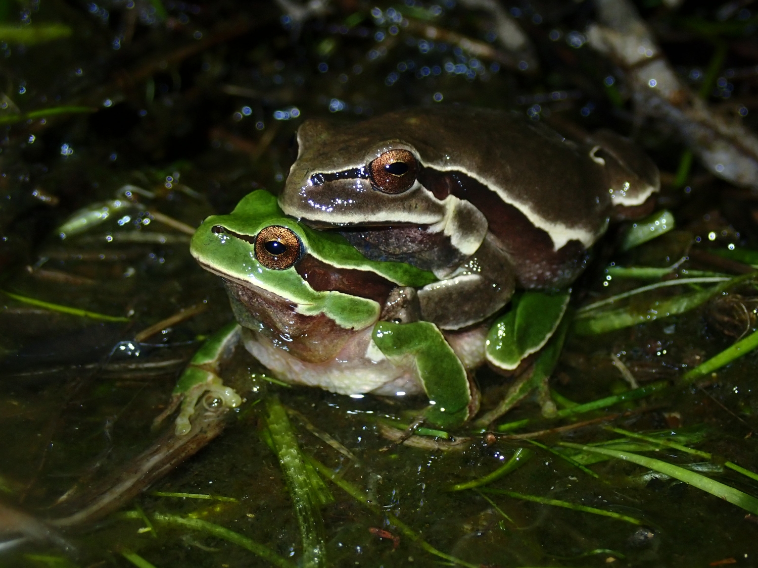Ciclo vida ranas – Iberozoa Junior