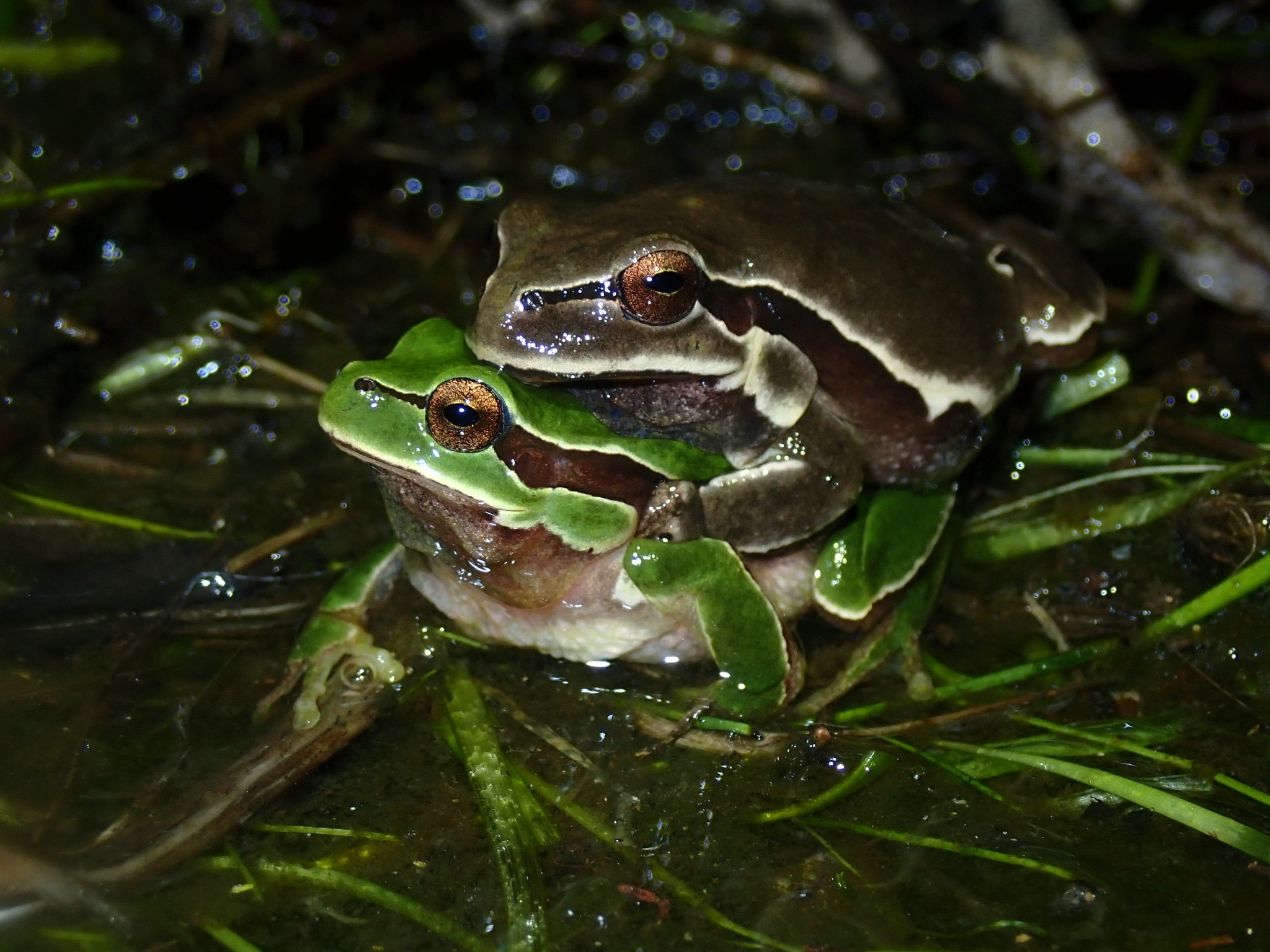 Ciclo vida ranas – Iberozoa Junior
